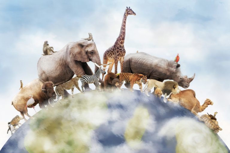 Conheça a obra Ayobami e o nome dos animais - Conteúdo Aberto